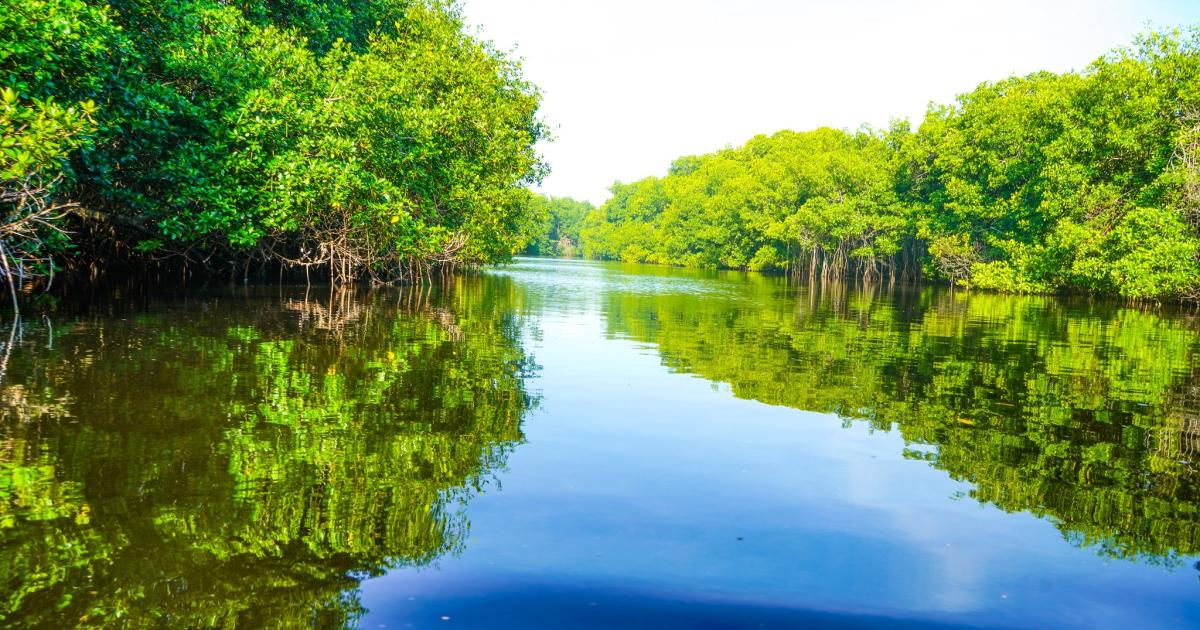 Ciénaga de la Caimanera - Tolucaribe